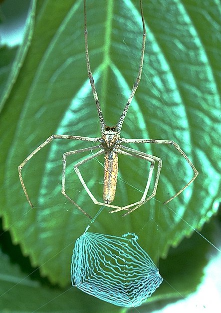 Rufous Net Casting Spider | Being An Old Dad